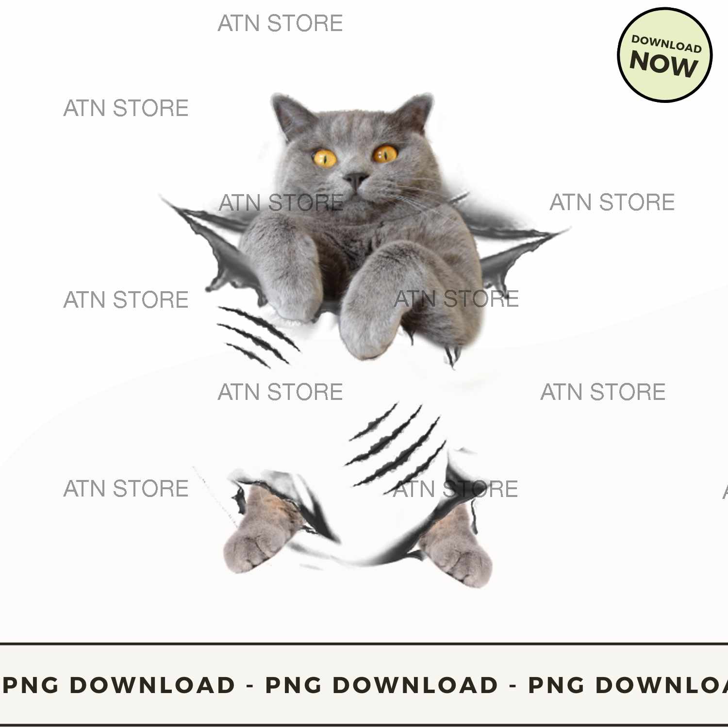 British Shorthair Scratch 40 High-quality PNG Instant Downlo | Inspire ...