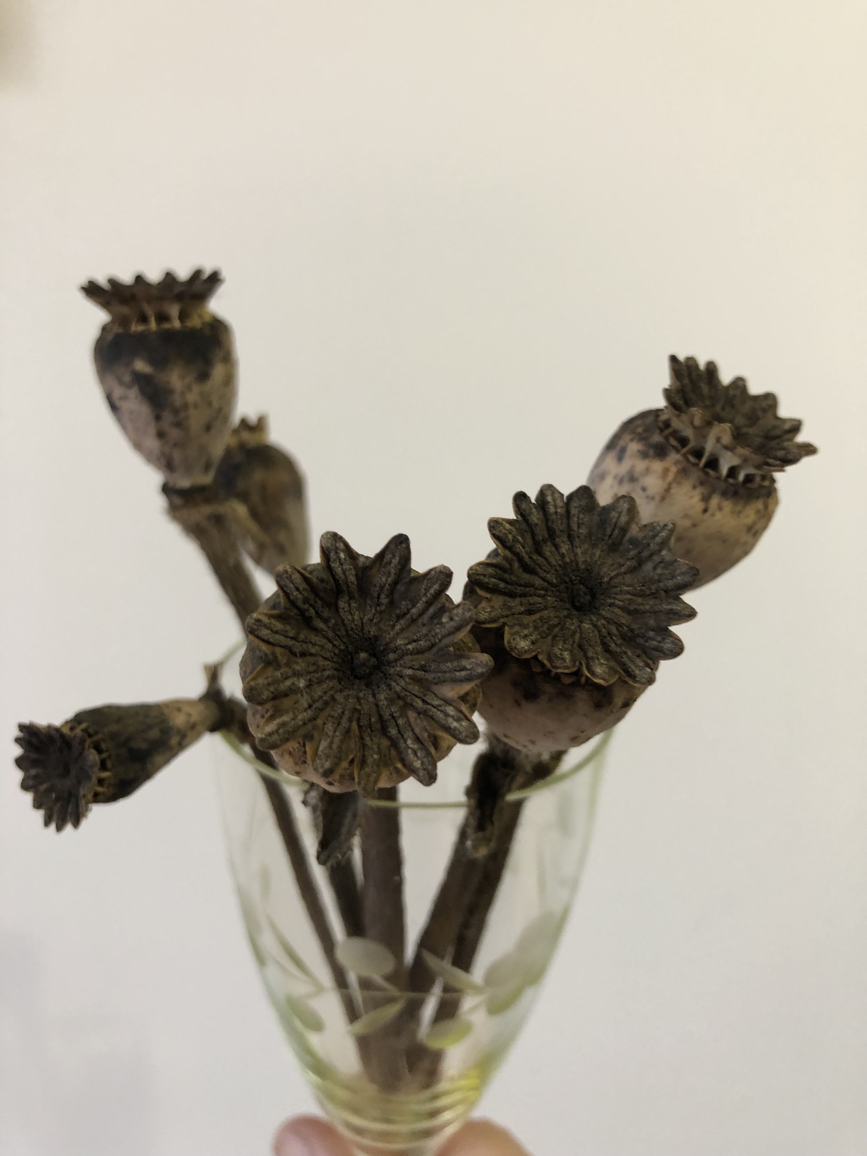 Ornamental poppy seeds | Inspire Uplift