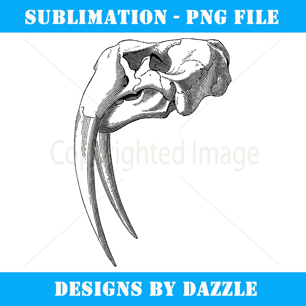 Sabertooth Skull T Saber Tooth Predator Vintage - Unique Sub | Inspire ...