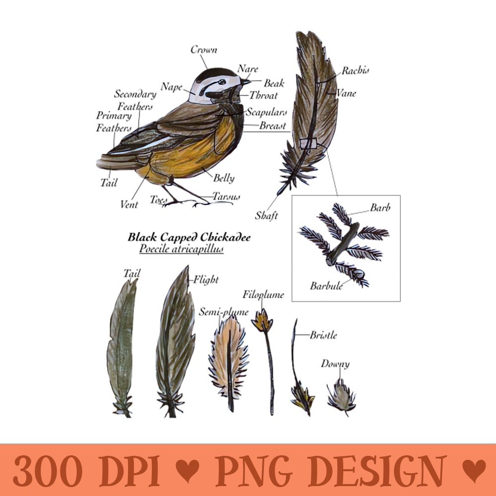 Complete Anatomy of A Black Capped Chickadee - High Quality | Inspire ...