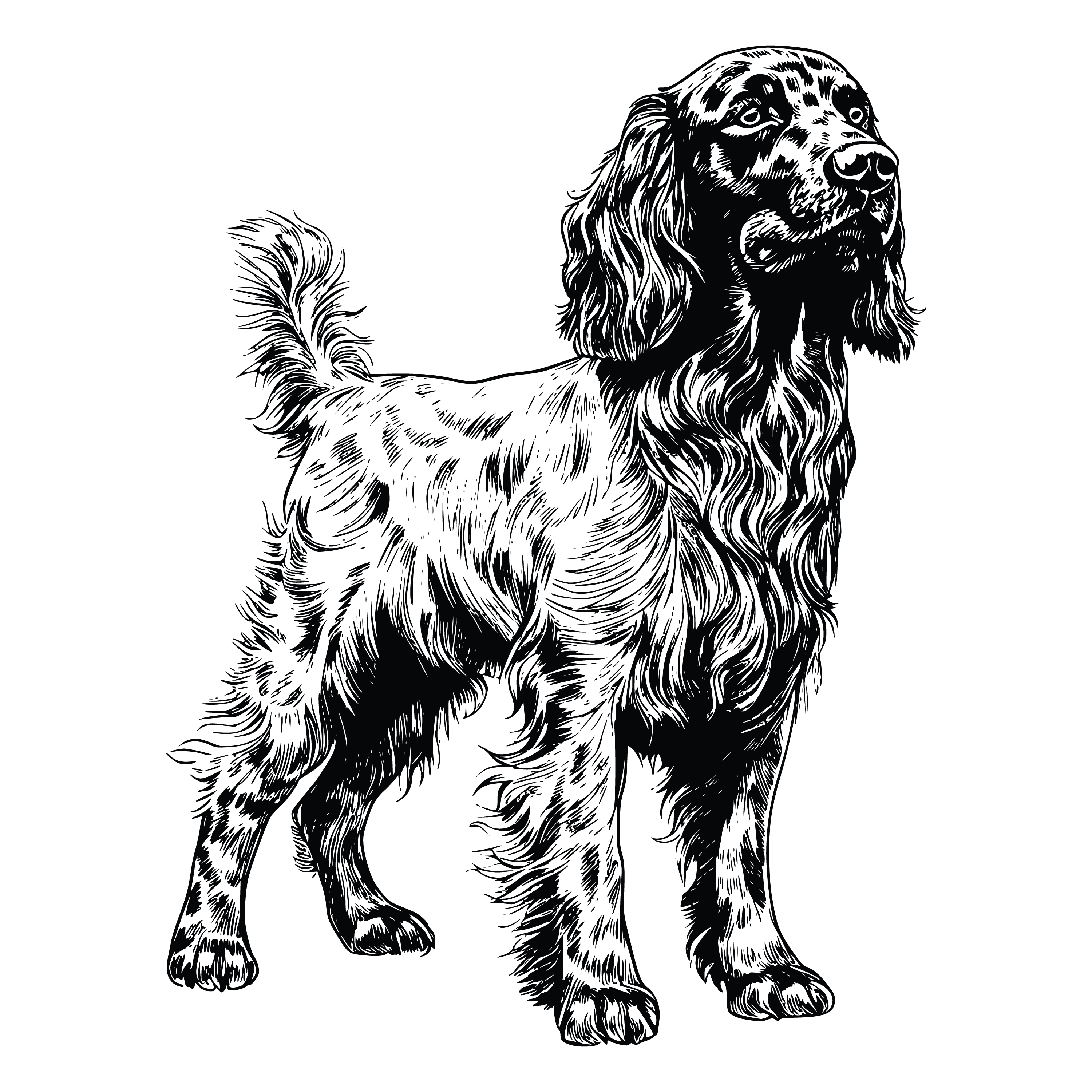 Boykin Spaniel SVG, Dog SVG, Boykin Spaniel PNG, Boykin Span | Inspire ...