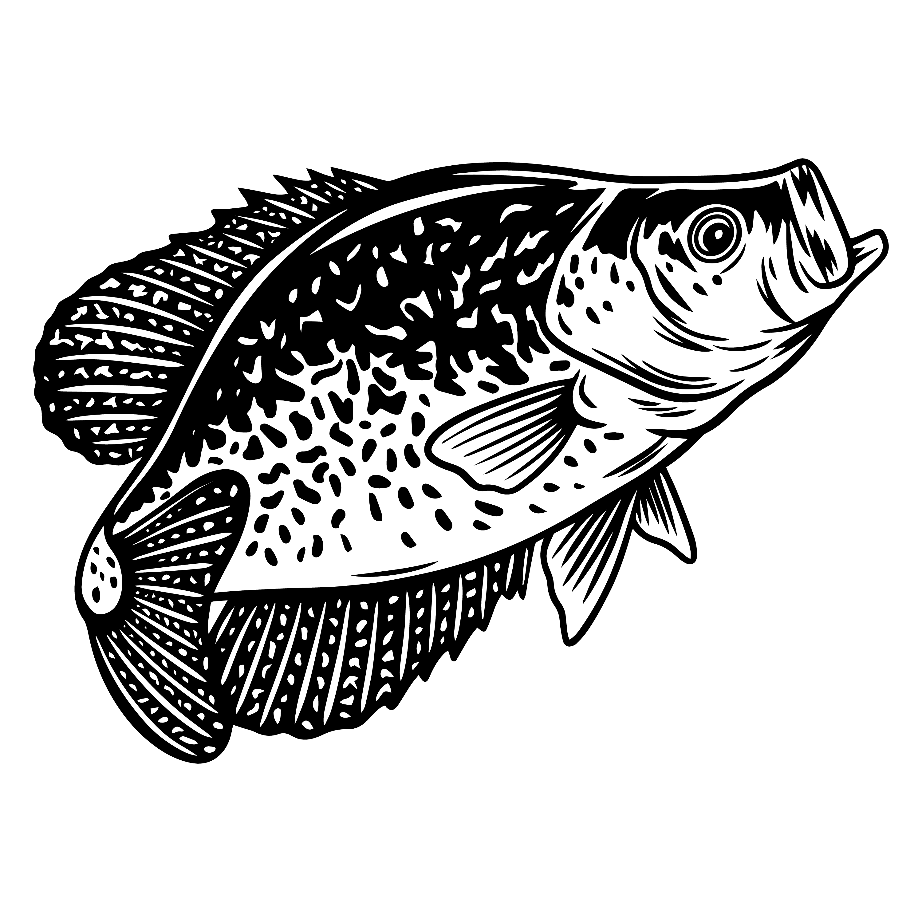 Crappie Fishing Svg, Fishing Svg, Crappie Fish Svg, Crappie | Inspire ...