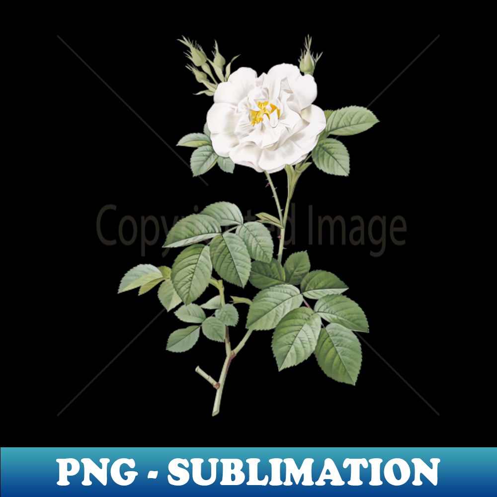 Vintage Blooming White Rose Botanical Illustration - Profess | Inspire ...