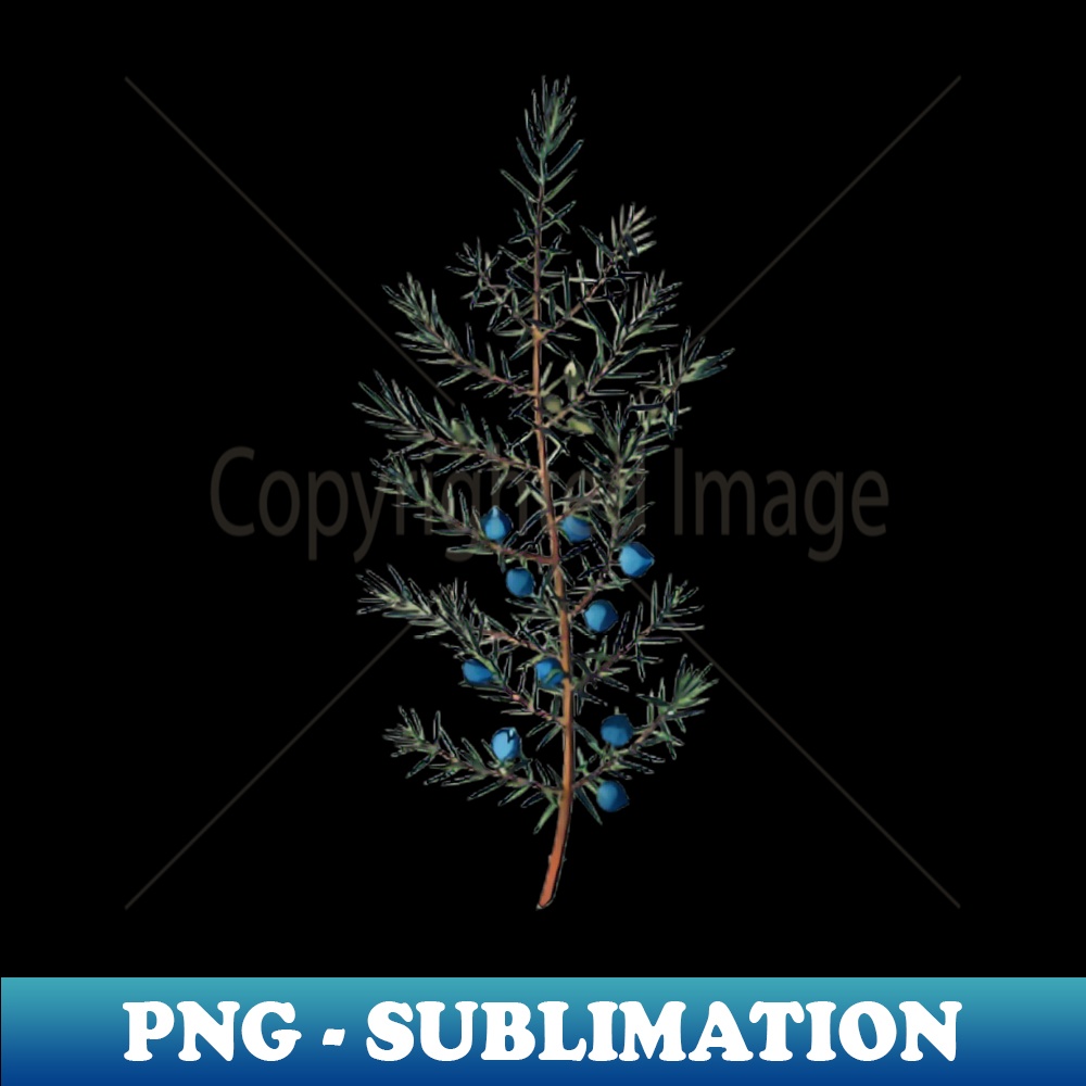Vintage Common Juniper Botanical Illustration - Signature Su | Inspire ...
