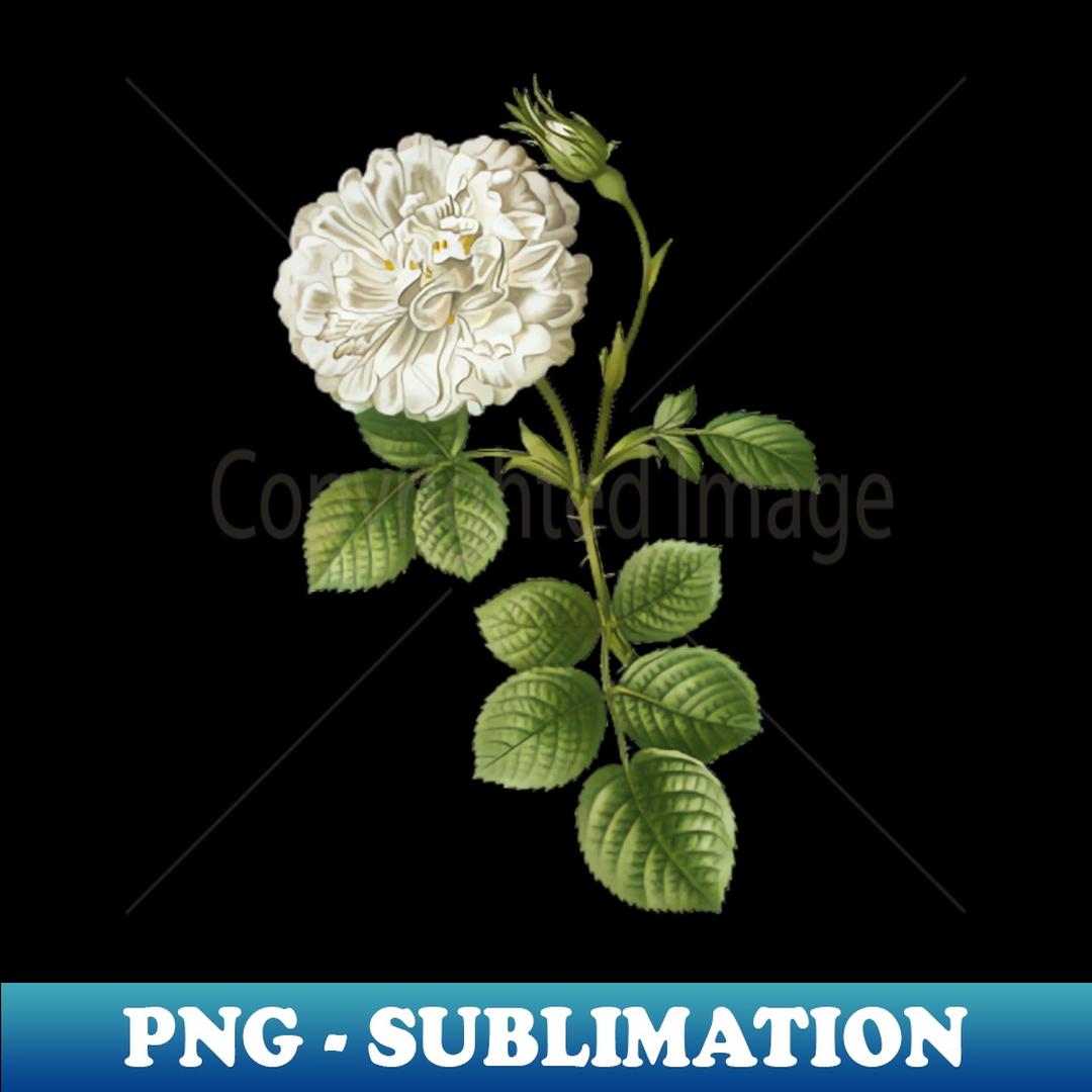 Vintage White Rose of York Botanical Illustration - Exclusiv | Inspire ...