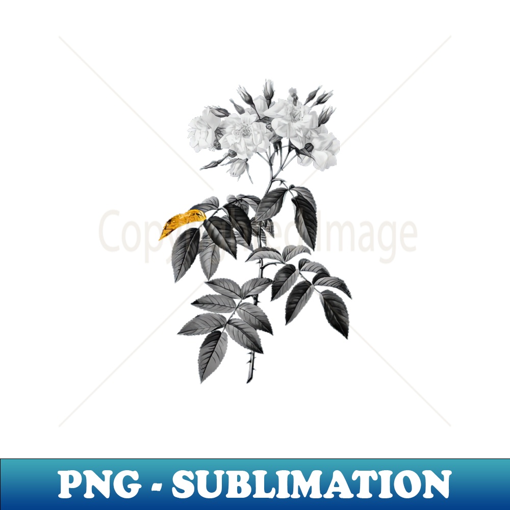 Black and Gold Leaf - Blooming Musk Rose - Vintage Botanical | Inspire ...