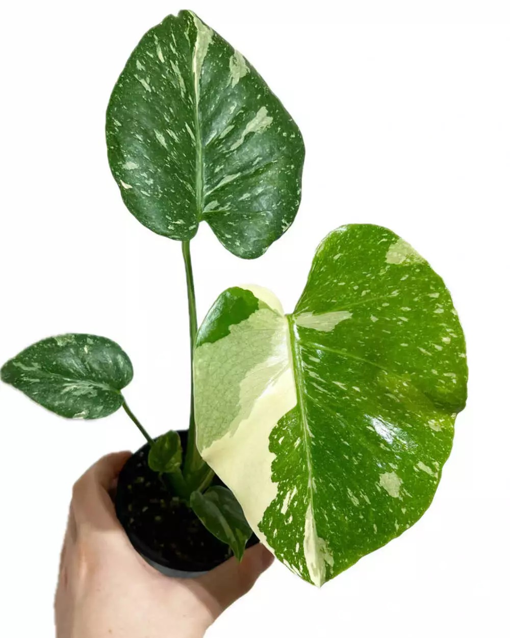 Thriving Monstera Thai Constellation Variegated Beauty in a | Inspire ...