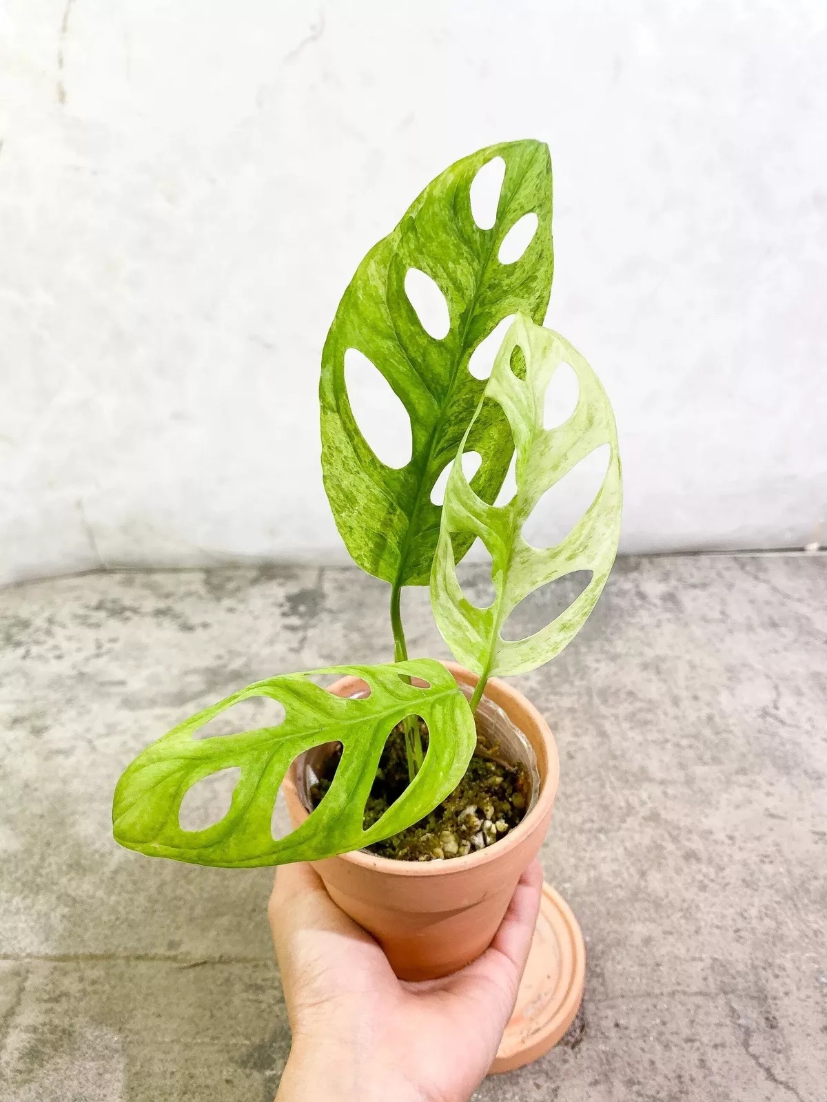 Rare Mint Monstera Adansonii – Variegated 6cm Pot, Easy Care | Inspire Uplift