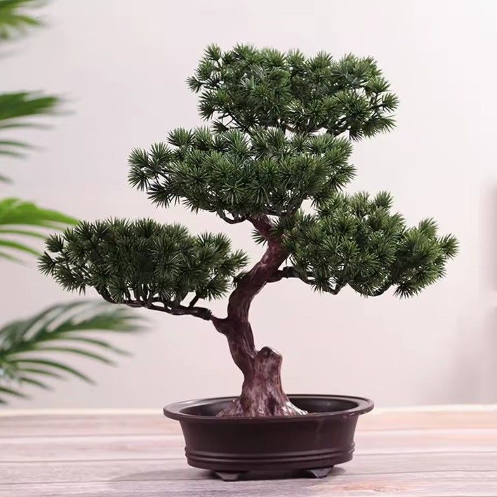 Green Japanese Balcony Maple Tree - House Plants Bonsai Tree | Inspire ...