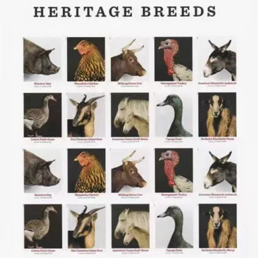 Heritage Breeds Forever First Class Postage Stamps-10 sheets | Inspire ...