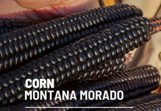 25 of Corn Morado Montana Maize Seeds - Heirloom Vegetable ( | Inspire ...