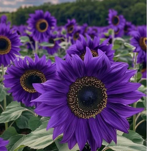 50 of Rare Purple Sunflower Seeds Violet Majesty | Inspire Uplift