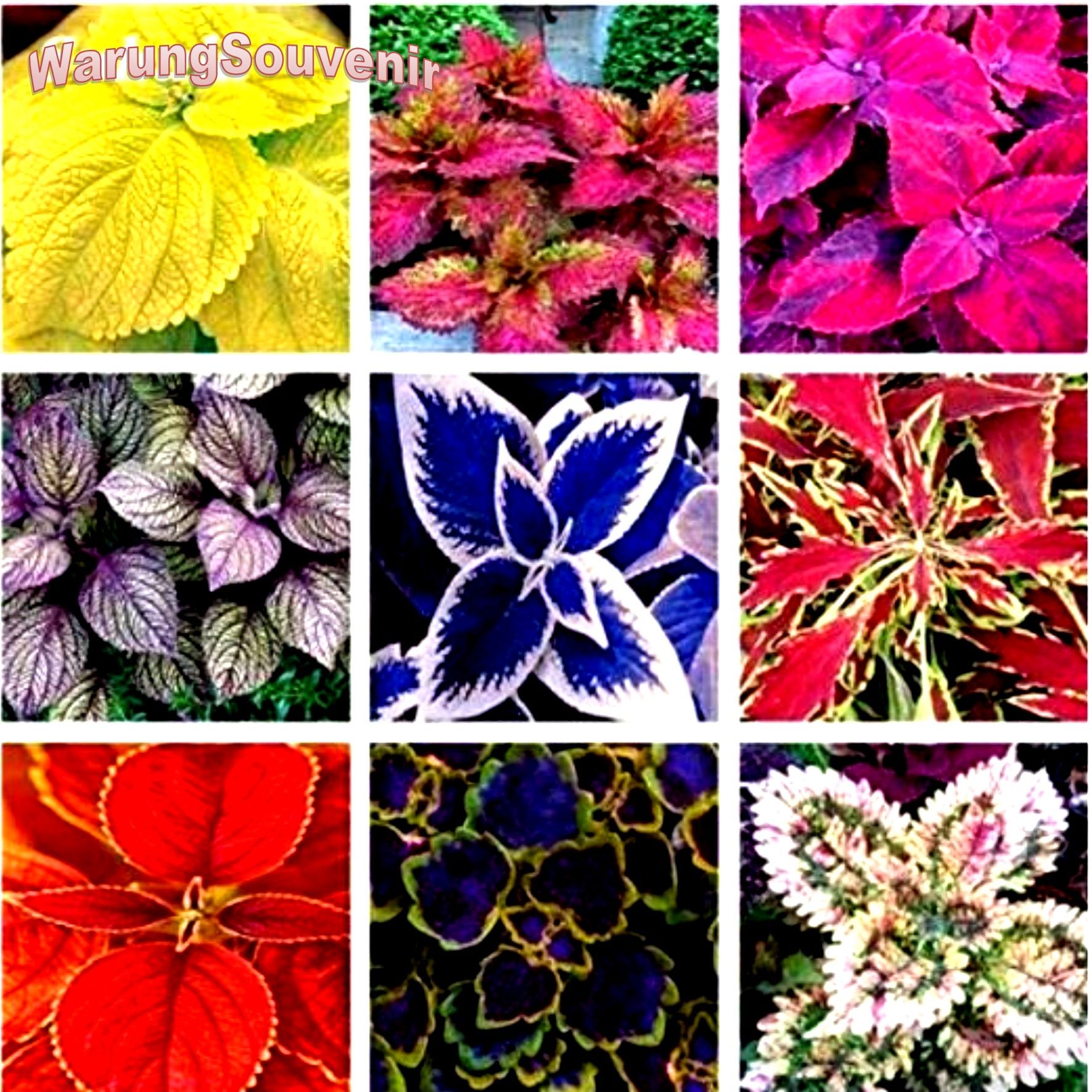100 of Beautiful Hosta Mix seeds Perennials Lily Flower Shad | Inspire ...