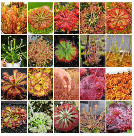 Fresh Drosera Seeds Mix – Different Varieties Including Dros | Inspire ...