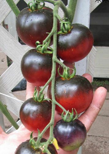 APPLE INDIGO TOMATO 50 Seeds | Inspire Uplift