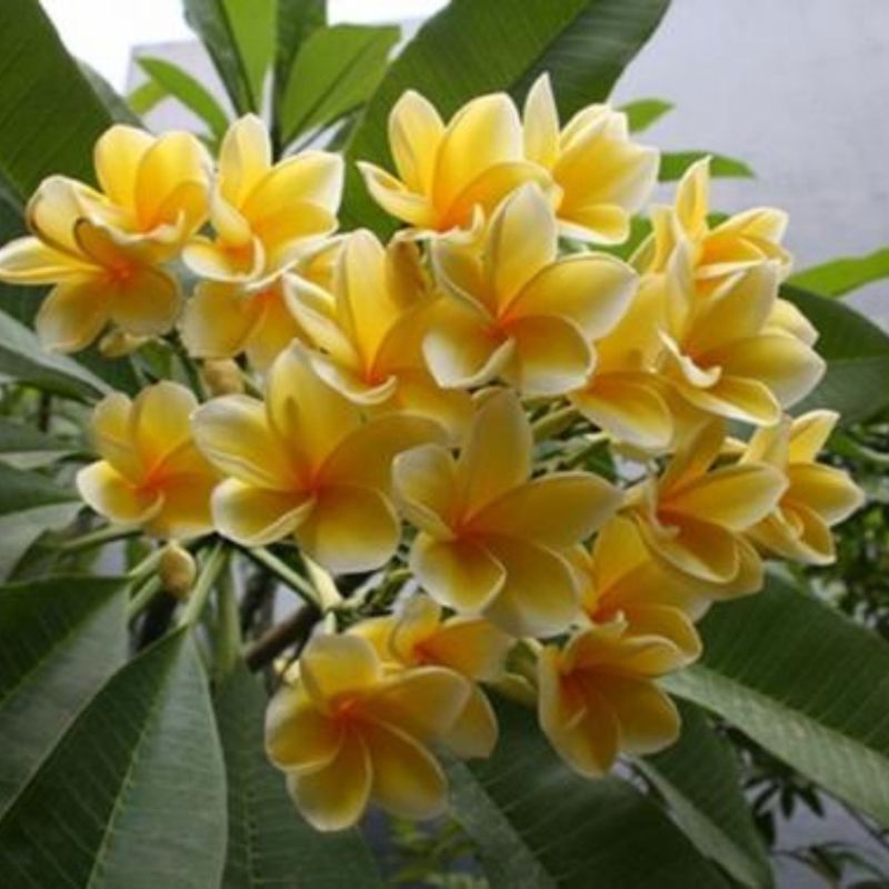 Hawaiian Rare Plumeria Frangipani Plant Planta Cuttings Red | Inspire ...