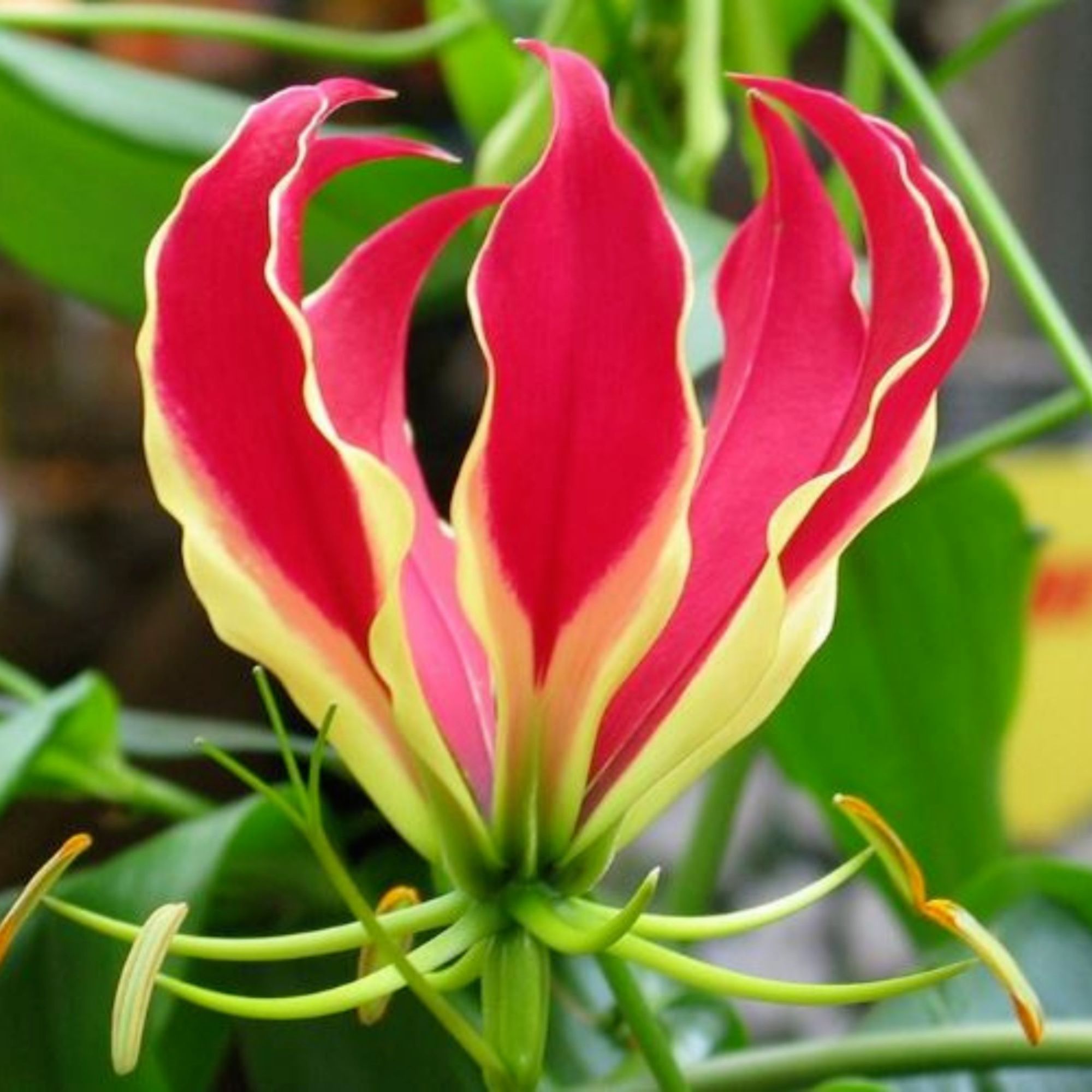 Original Gloriosa Superba Fresh Natural Roots Bulbs Climbing | Inspire ...