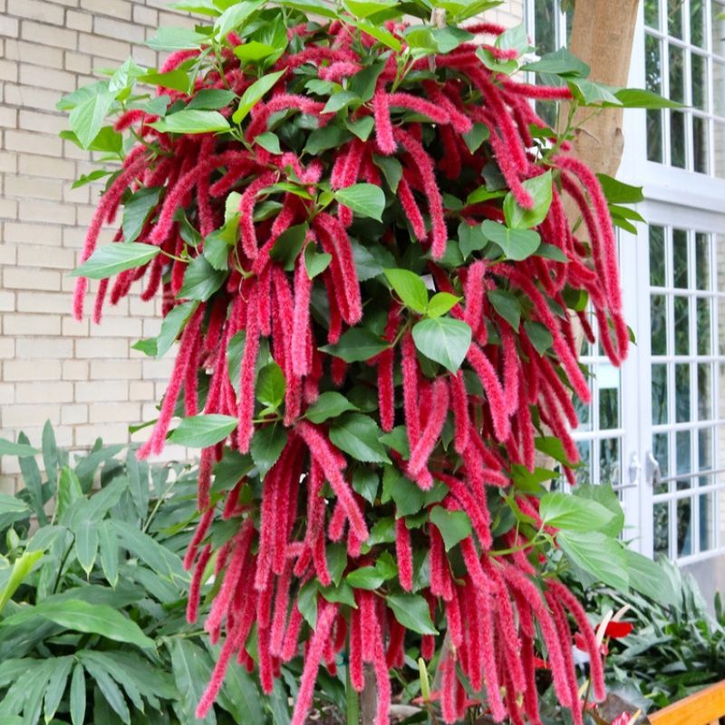 Giant Chenille Acalypha Hispida Starter Live Plant Cutting A | Inspire ...