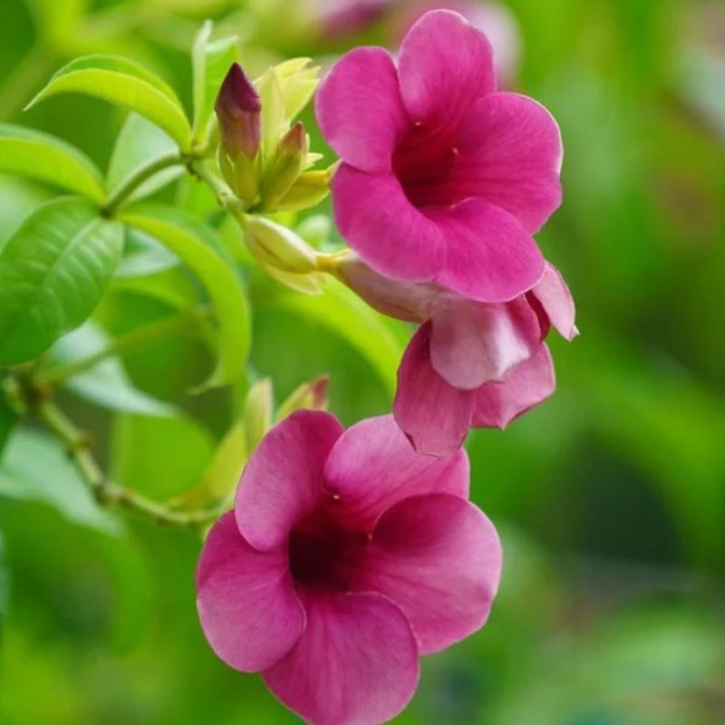 Allamanda Blanchetii Purple Starter Plant Fast Growing Flowe | Inspire ...