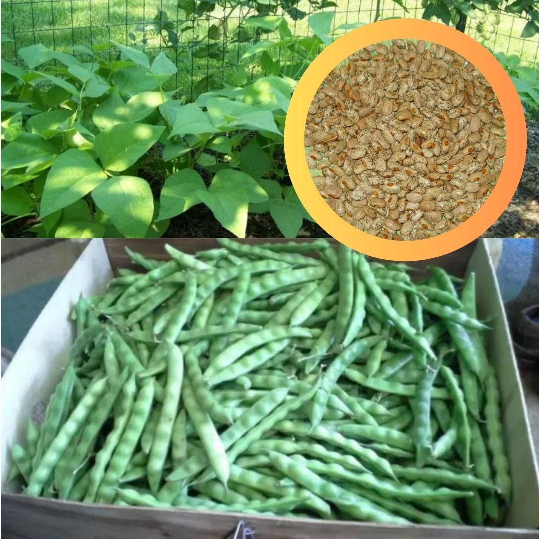 Beans, White Greasy Pole Beans Non-Gmo, Heirloom, Organic, A | Inspire ...