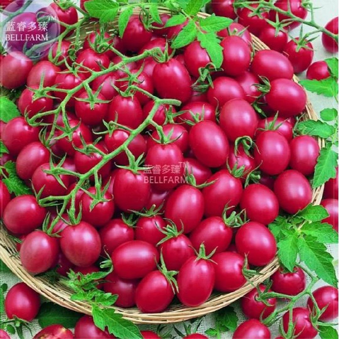 Tomato Seeds RED Cherry 100 Seeds | Inspire Uplift