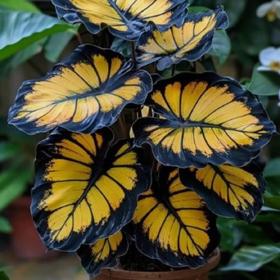 Sunburst Calathea 25 Seeds for Garden Planting Indoor or Out | Inspire ...