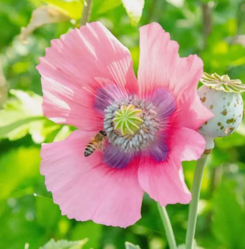 Pepperbox Poppy Flower Seeds | Inspire Uplift