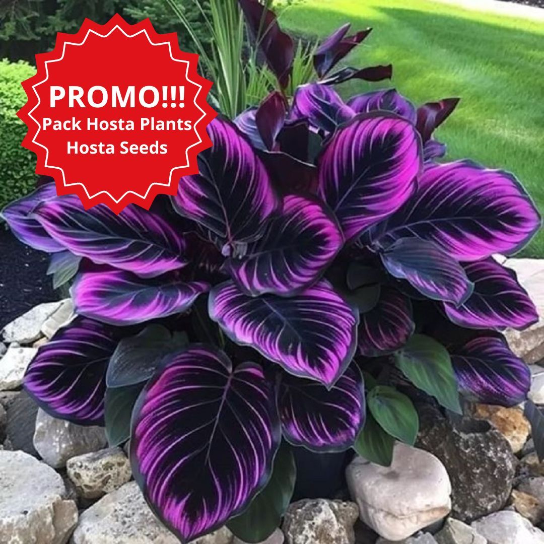25+ Seeds Beautiful Plant Purple Tip Calathea Couture Flower | Inspire ...