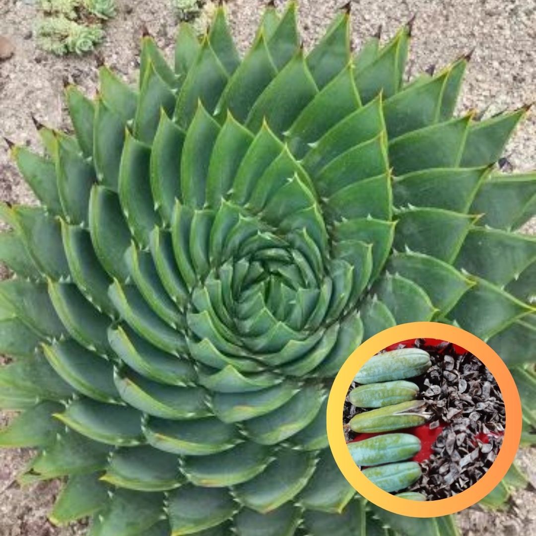Spiral Aloe - Aloe polypylla | Inspire Uplift