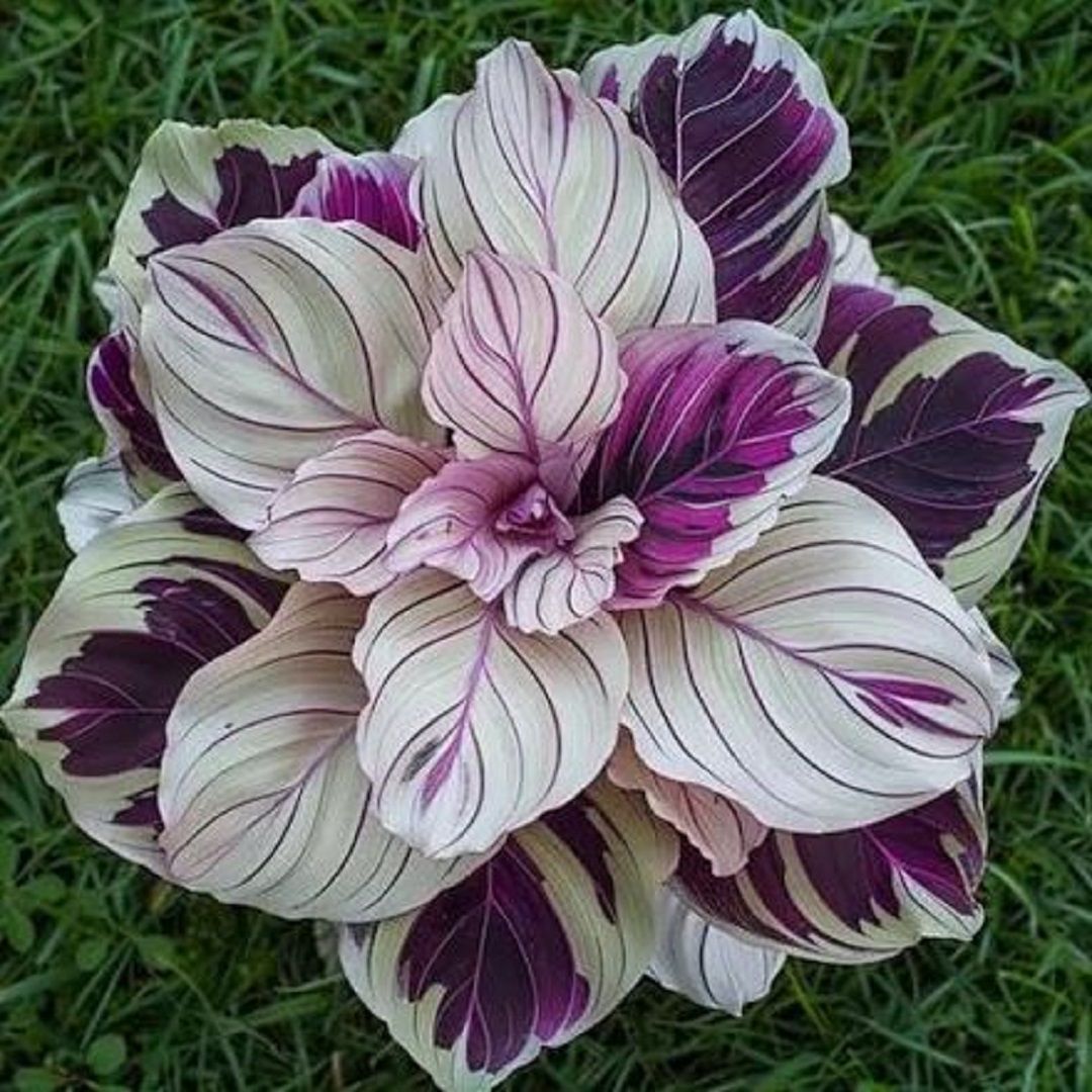 Crimson Burst Calathea Seeds for Garden Planting | Inspire Uplift