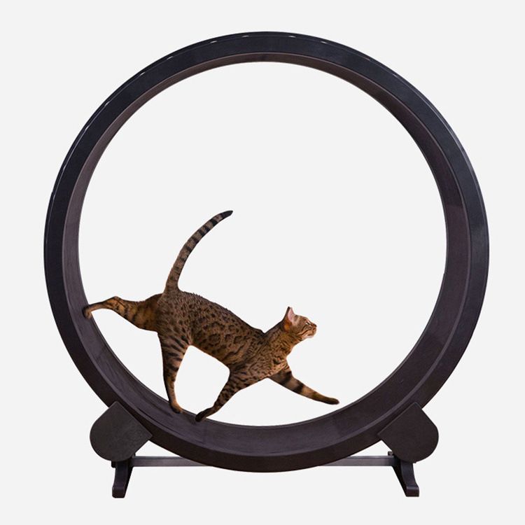 One Fast Cat Gen 7 Cat Exercise Wheel – 48" Indoor Running W | Inspire ...