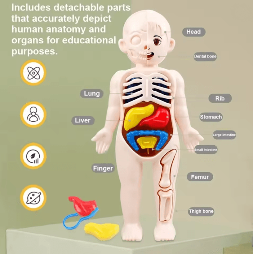 Human Body Anatomy Model for Kids Educational DIY Organ Toy | Inspire ...