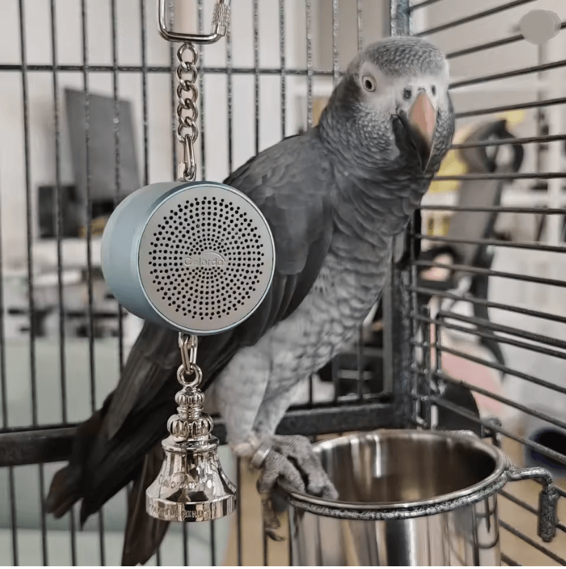 Parrot Talking Coach Interactive Voice Recording Toy with Be | Inspire ...