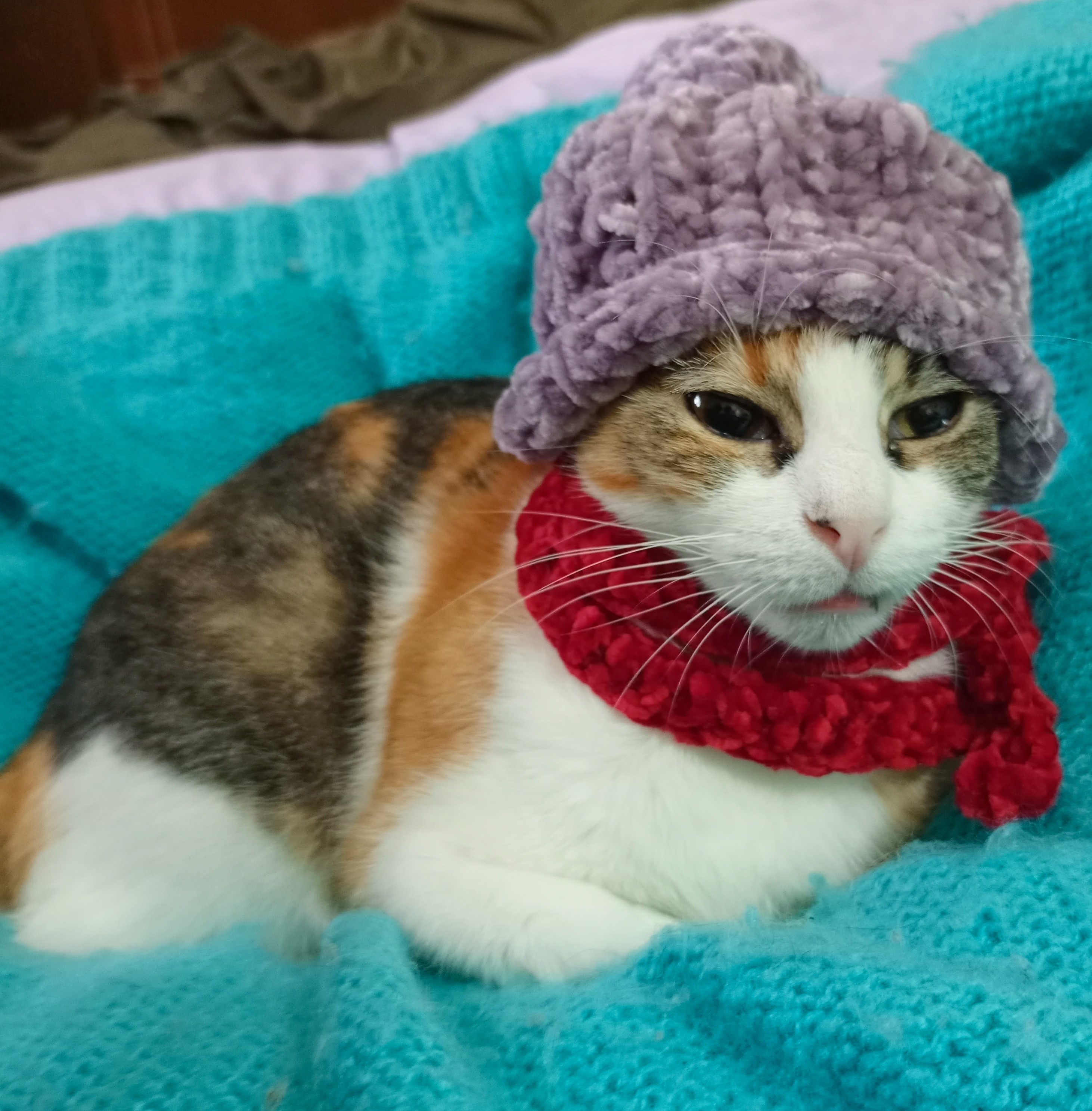 Hat and Scarf for Cats | Inspire Uplift