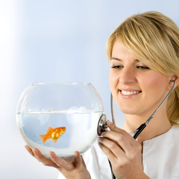 fish mox Aquarium Treatment Fish Mox Forte 250mg Capsules 10 - Inspire ...